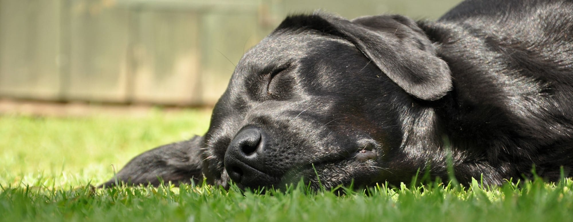 Stat Pack Recap: 2024 Cup Series ROVAL 400